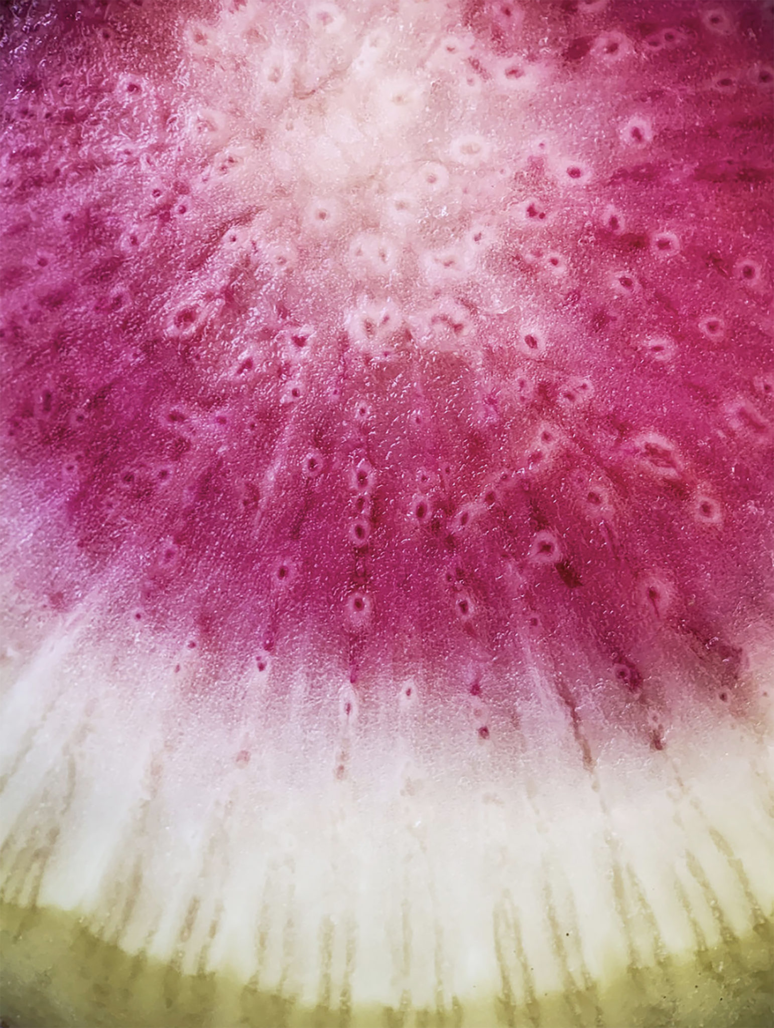 The Best Lenses for Food Photography | Regan Baroni